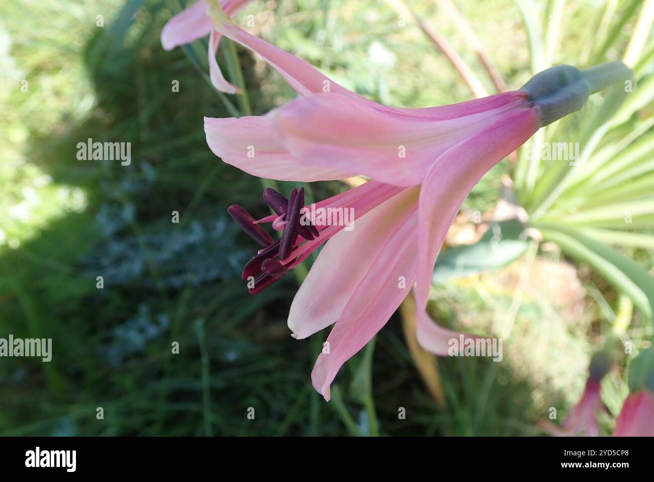 Giant Candelabra (Brunsvigia grandiflora Stock Photo - Alamy
