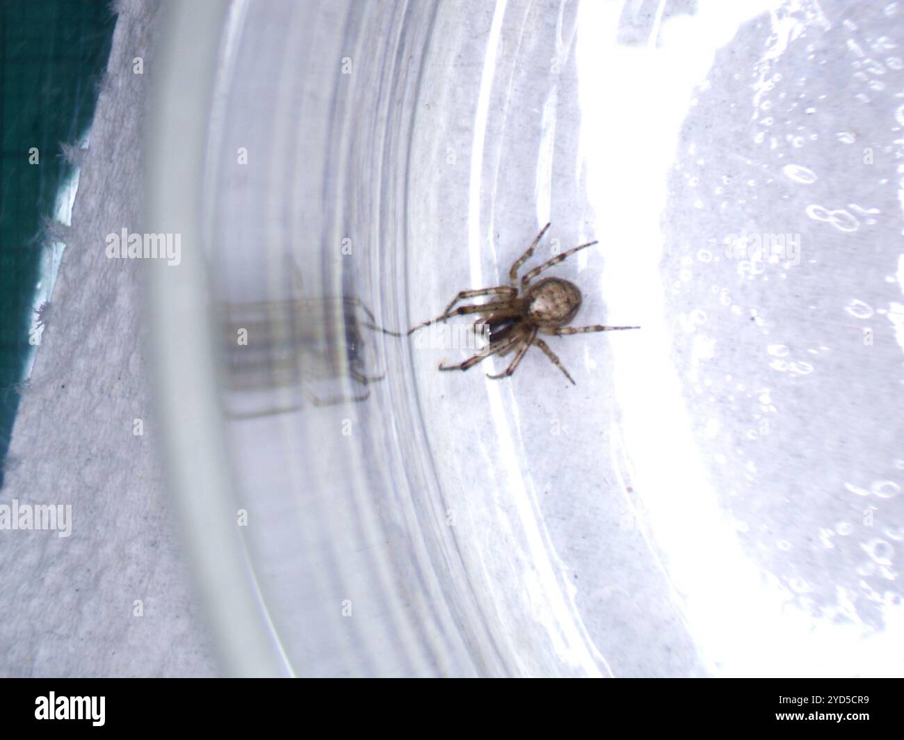 Silver-sided Sector Spider (Zygiella x-notata Stock Photo - Alamy