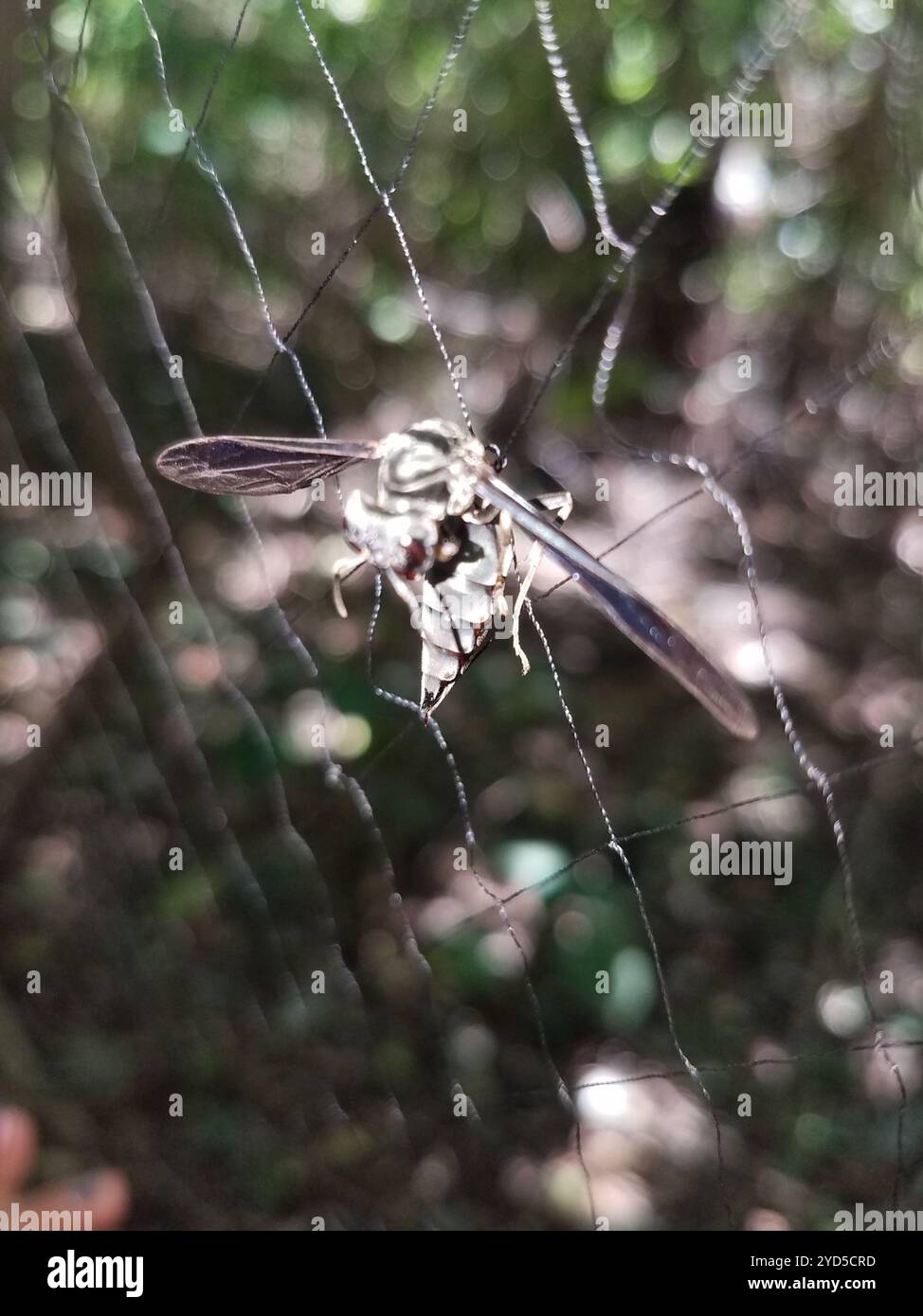 Northern Warrior Wasp (Synoeca septentrionalis Stock Photo - Alamy