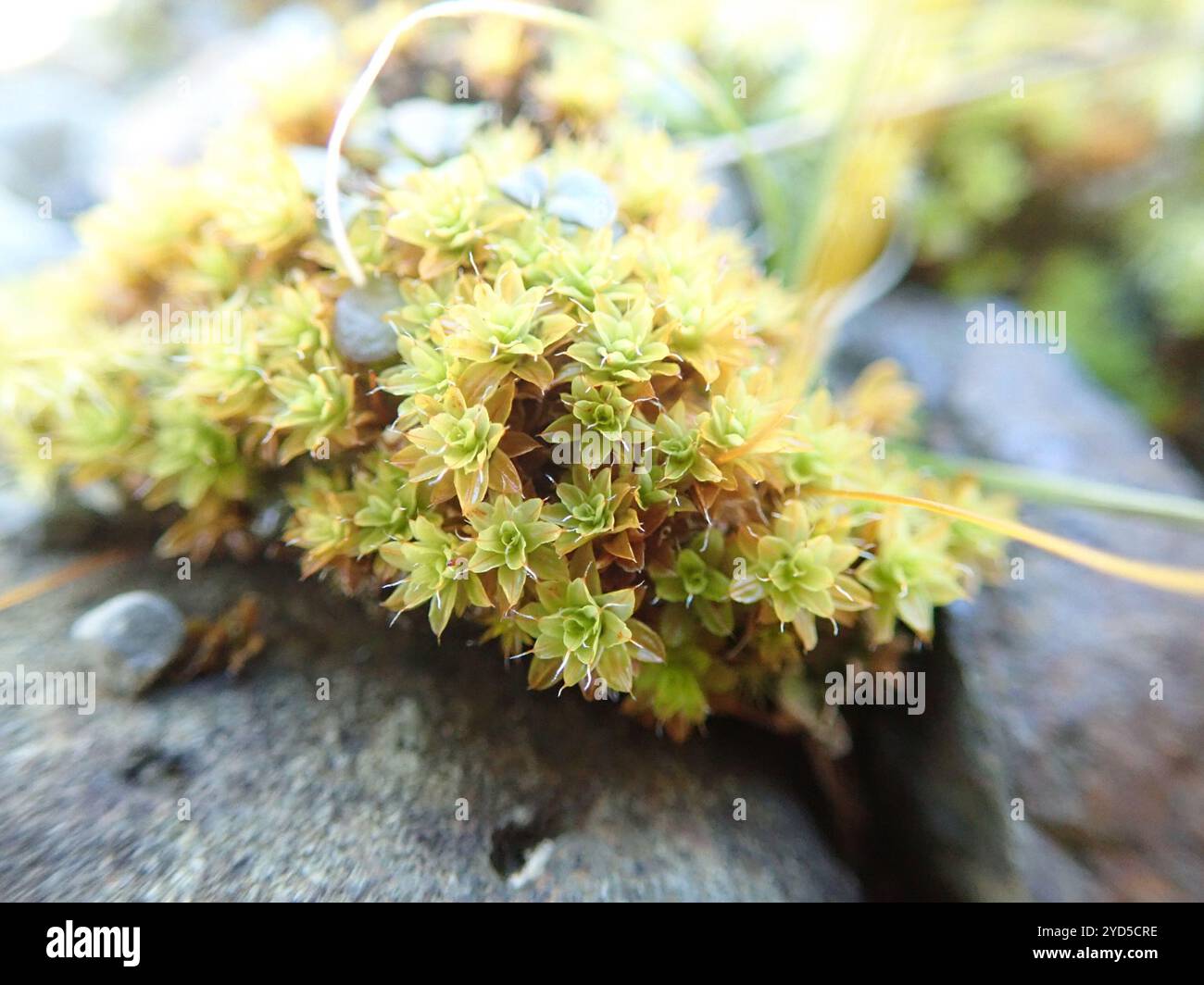 Brown Screw-moss (Syntrichia princeps Stock Photo - Alamy