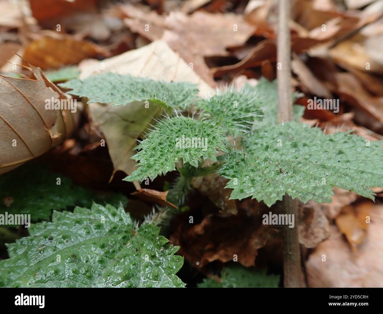 Japanese Nettle (Urtica thunbergiana Stock Photo - Alamy