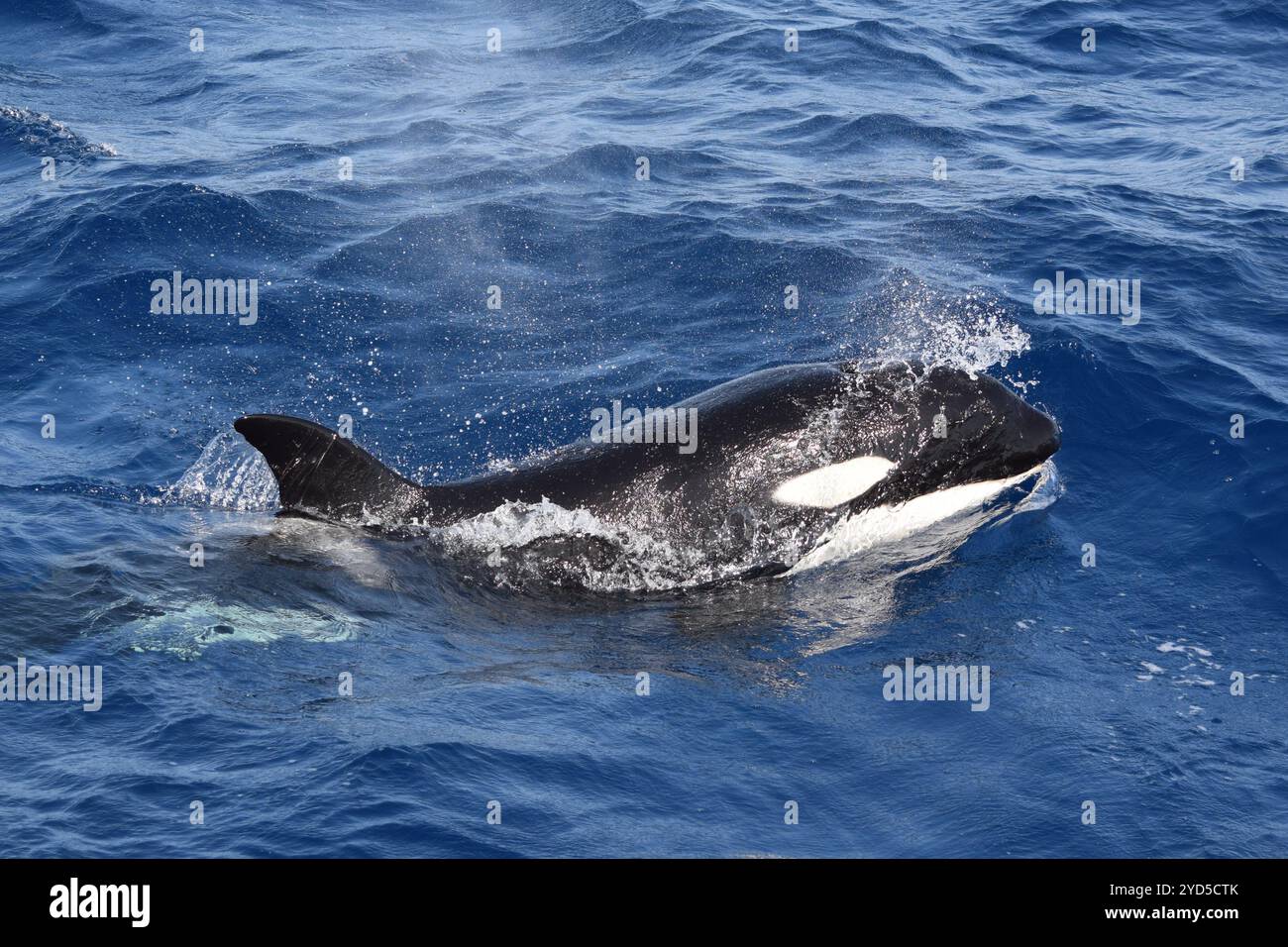 Killer whale (Orcinus orca), Strait of Gibraltar Stock Photo - Alamy
