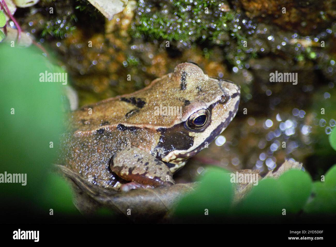 Common frog (Rana temporaria), Brown frogs, Piedmont, Italy Stock Photo ...