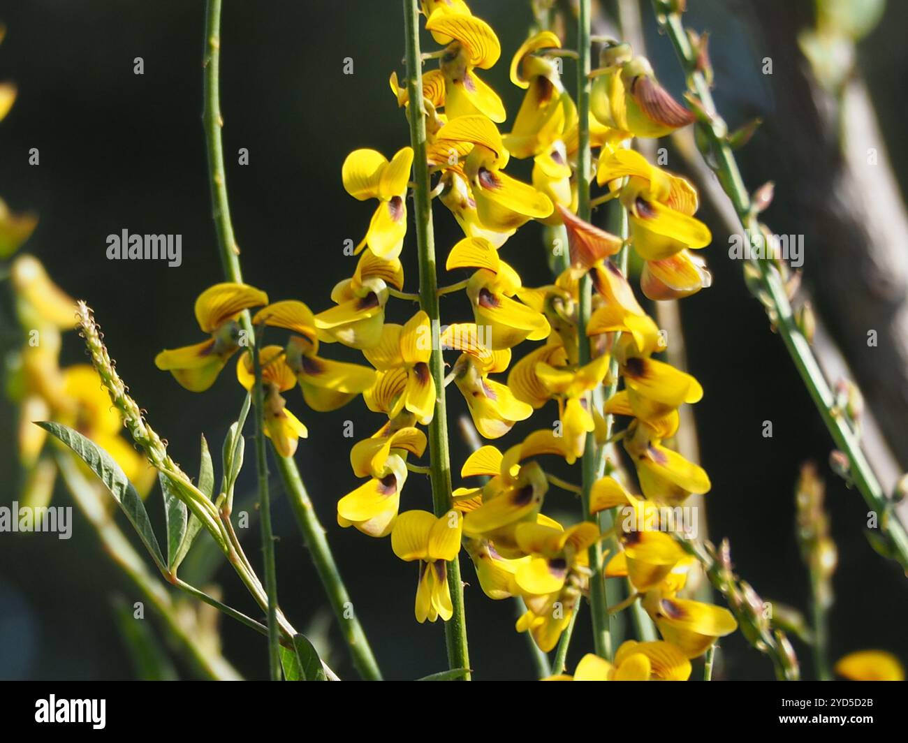 West Indian Rattlebox (Crotalaria trichotoma Stock Photo - Alamy