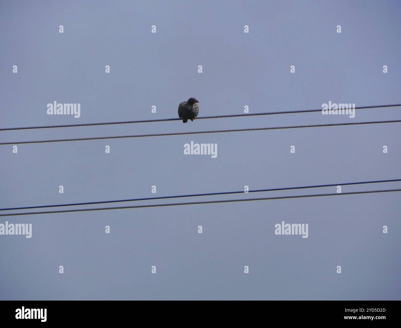 Painted Francolin (Francolinus pictus Stock Photo - Alamy