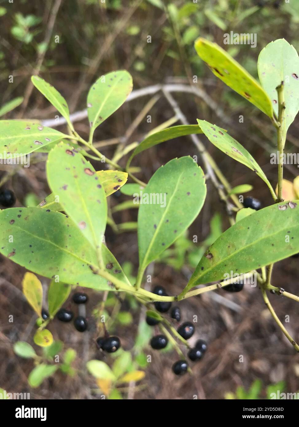 gallberry (Ilex glabra Stock Photo - Alamy
