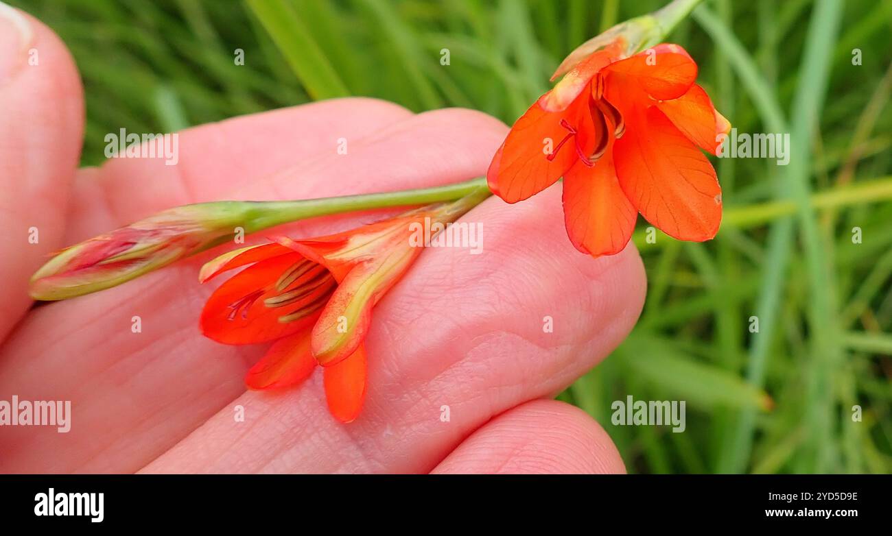 Red Triton (Tritonia disticha Stock Photo - Alamy