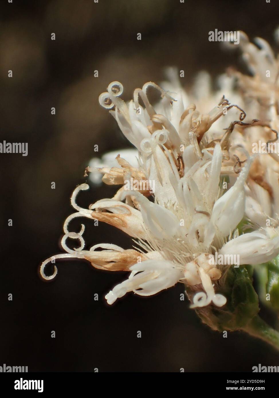 River Bittertea (Gymnanthemum amygdalinum Stock Photo - Alamy