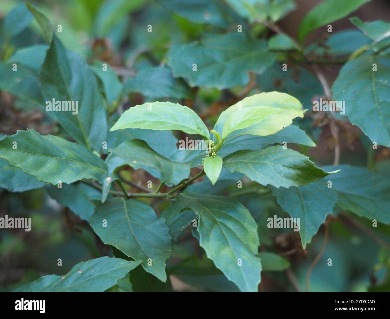 (Maesa perlaria formosana Stock Photo - Alamy