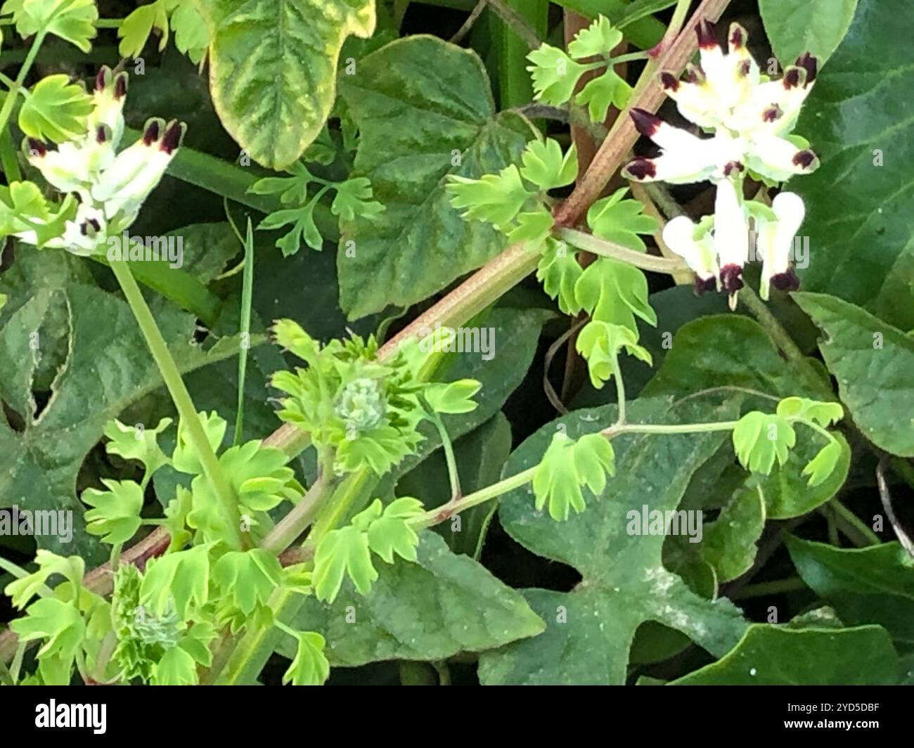 white ramping-fumitory (Fumaria capreolata Stock Photo - Alamy
