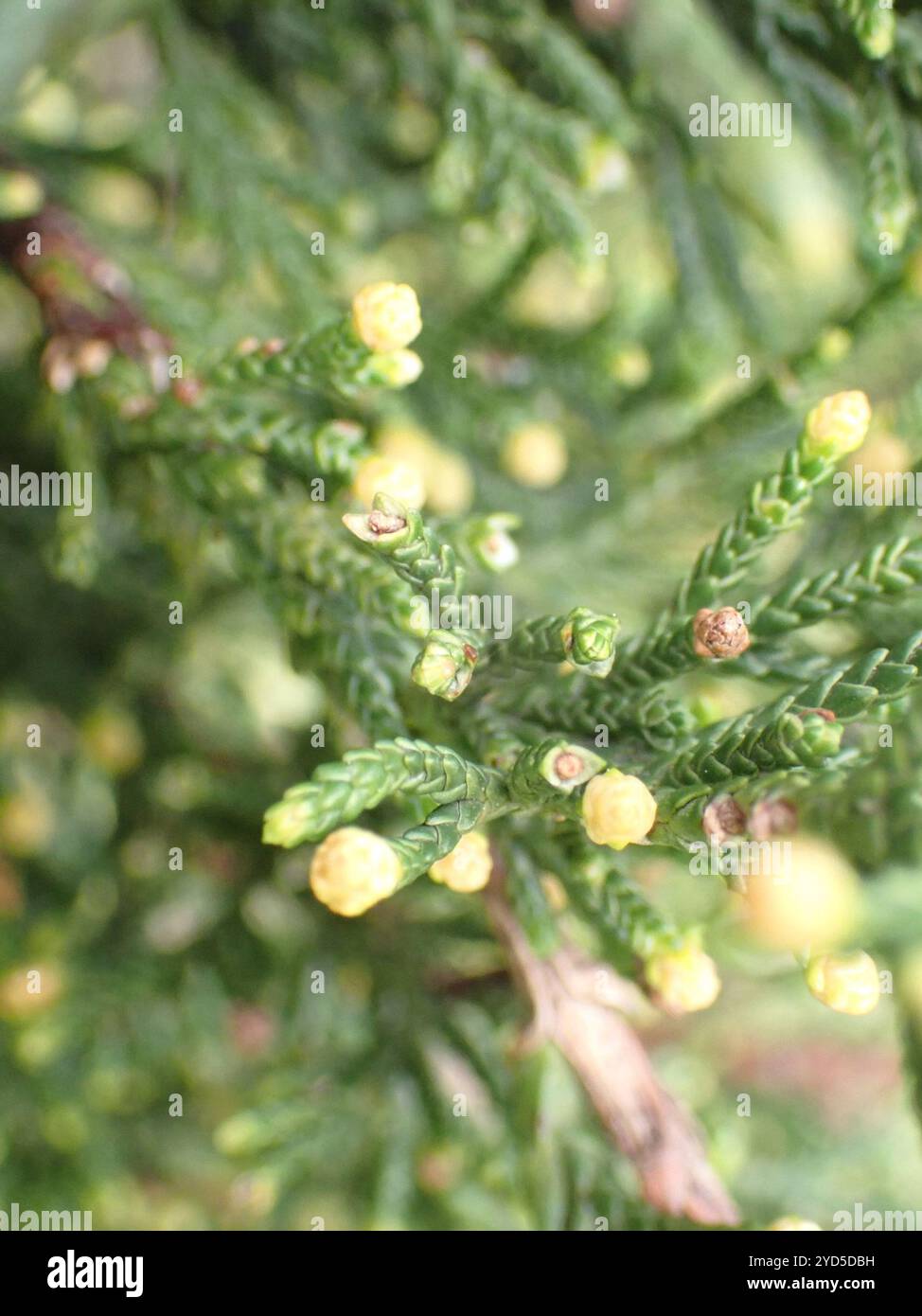 Monterey Cypress (Hesperocyparis macrocarpa Stock Photo - Alamy