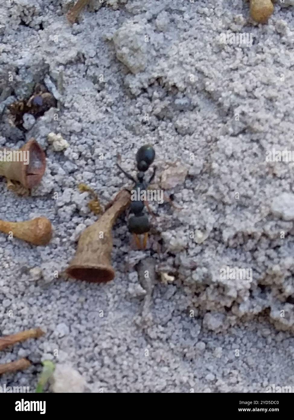 Jack Jumper Ant (Myrmecia pilosula Stock Photo - Alamy