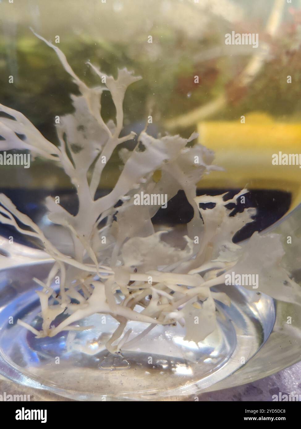 red algae (Rhodophyta Stock Photo - Alamy