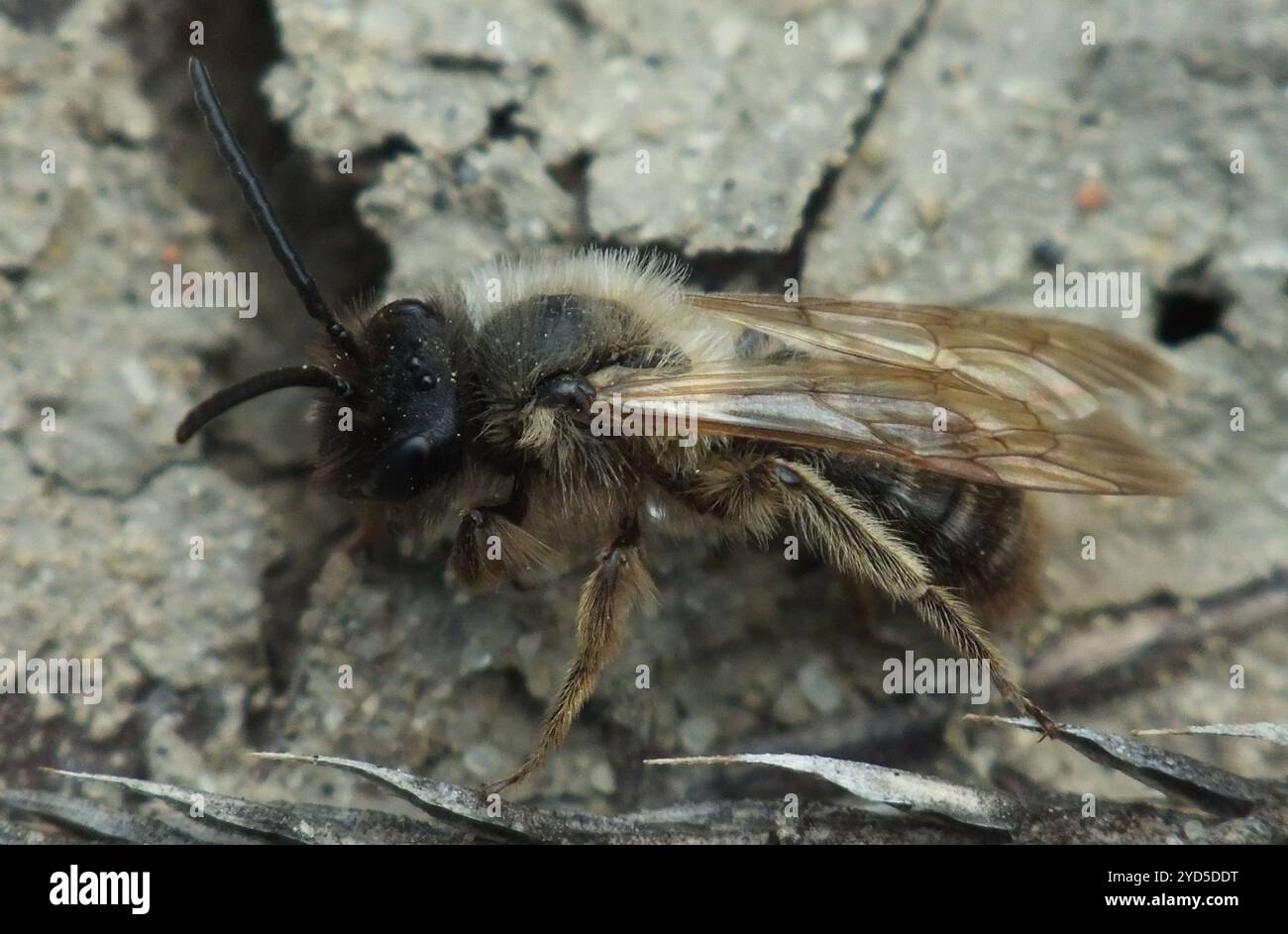 Mining Bees (Andrena Stock Photo - Alamy