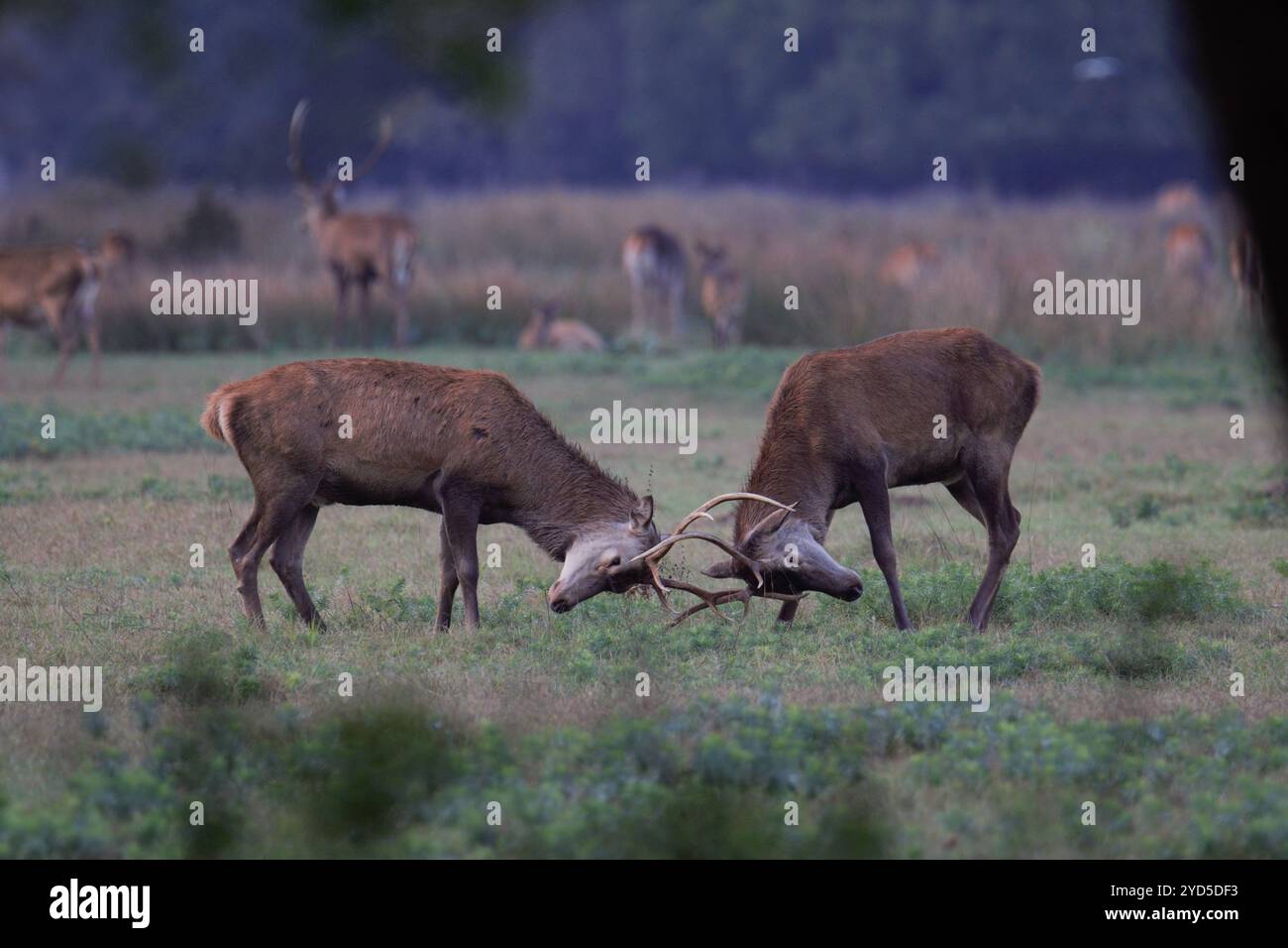 Mesola deer (Cervus elaphus italicus), Mesola forest nature reserve ...