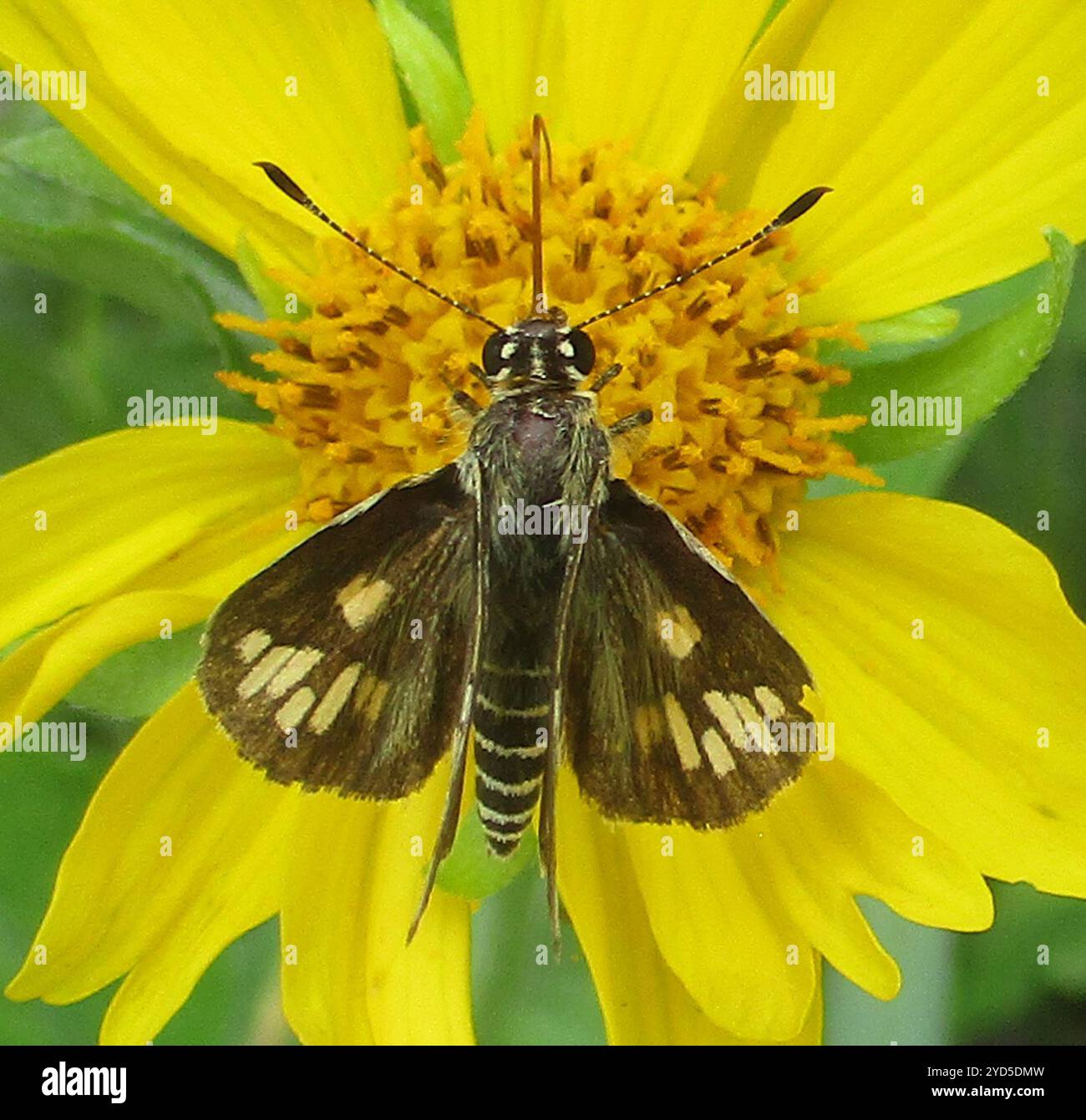 Pale Ranger (Dotta callicles Stock Photo - Alamy