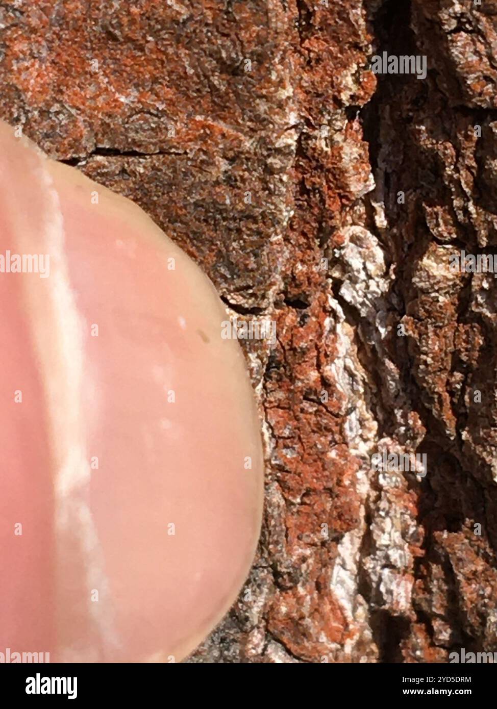 Orange Terrestrial Algae (Trentepohliales Stock Photo - Alamy