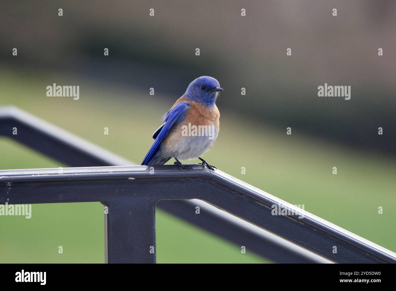 Western Bluebird (Sialia mexicana Stock Photo - Alamy