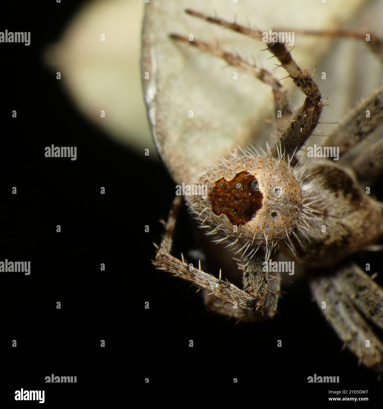 Black-spotted Araneus Hairy Field Spider (Araneus nigroquadratus Stock ...