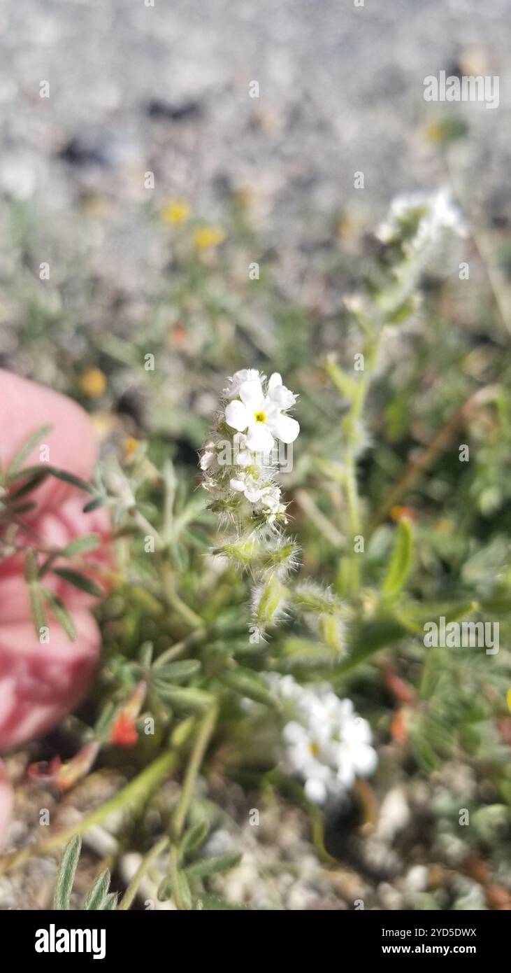 Clearwater cryptantha (Cryptantha intermedia Stock Photo - Alamy