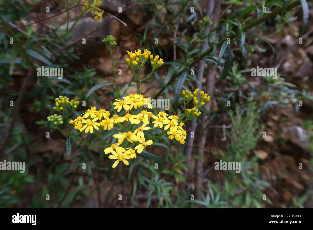 fireweed groundsel (Senecio linearifolius Stock Photo - Alamy