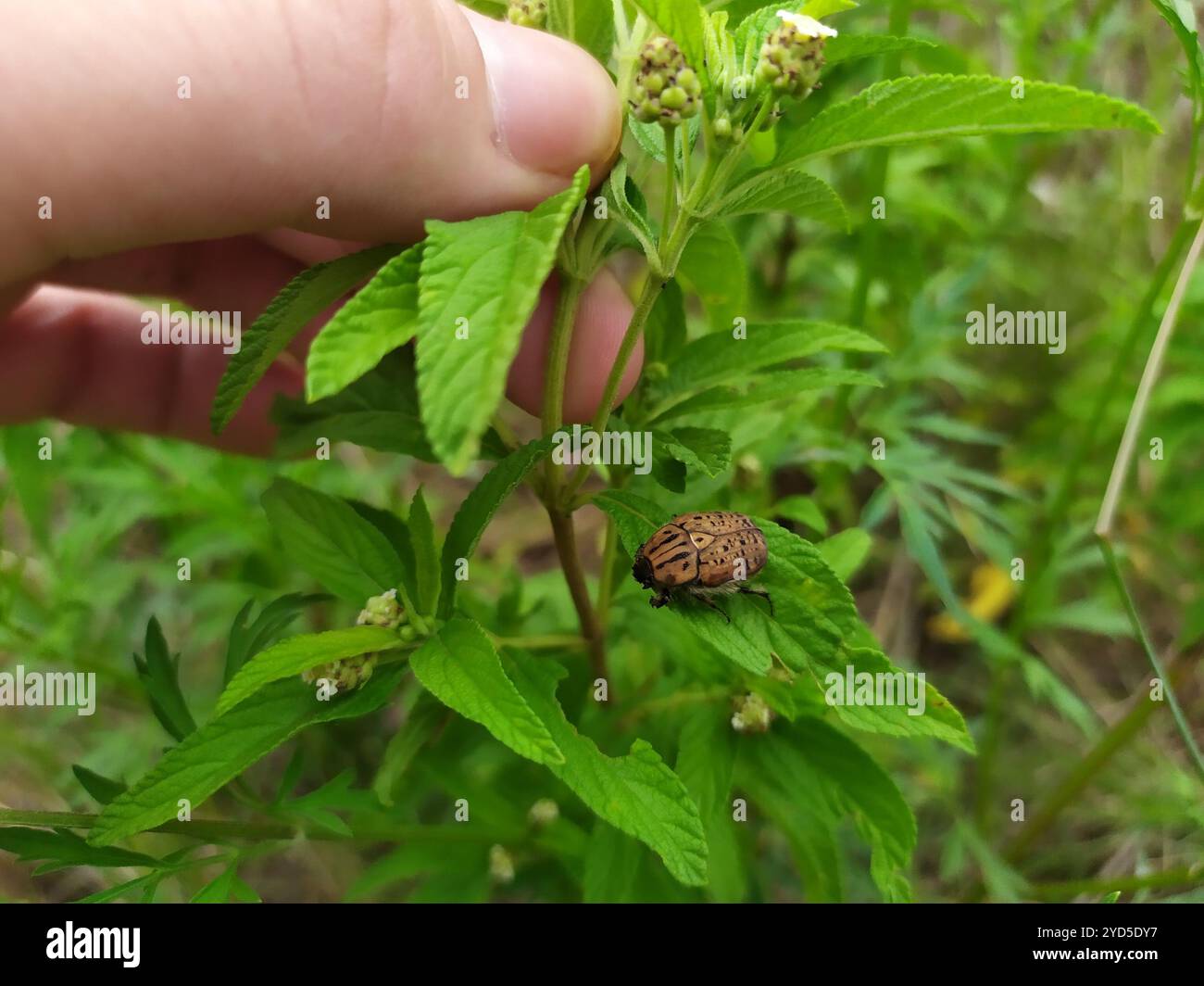 Fever Tea (Lippia javanica Stock Photo - Alamy