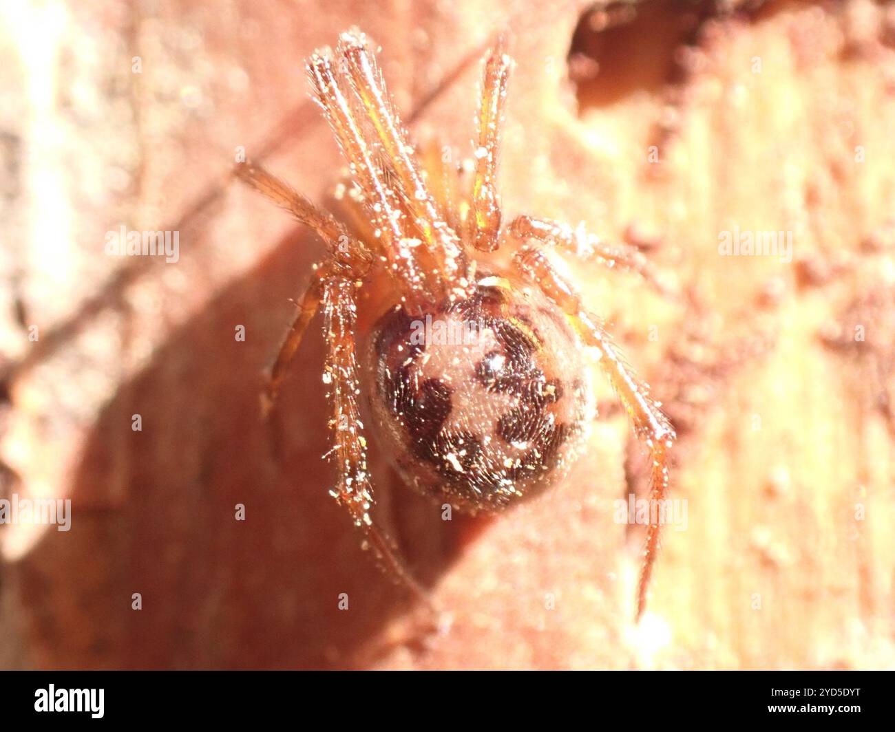 Triangulate Combfoot (Steatoda triangulosa Stock Photo - Alamy