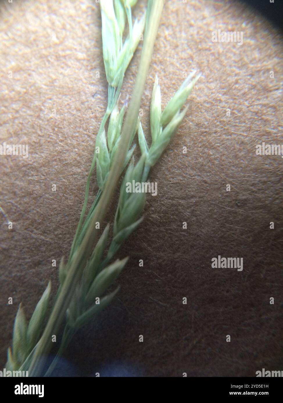 dwarf alkali grass (Puccinellia pumila Stock Photo - Alamy