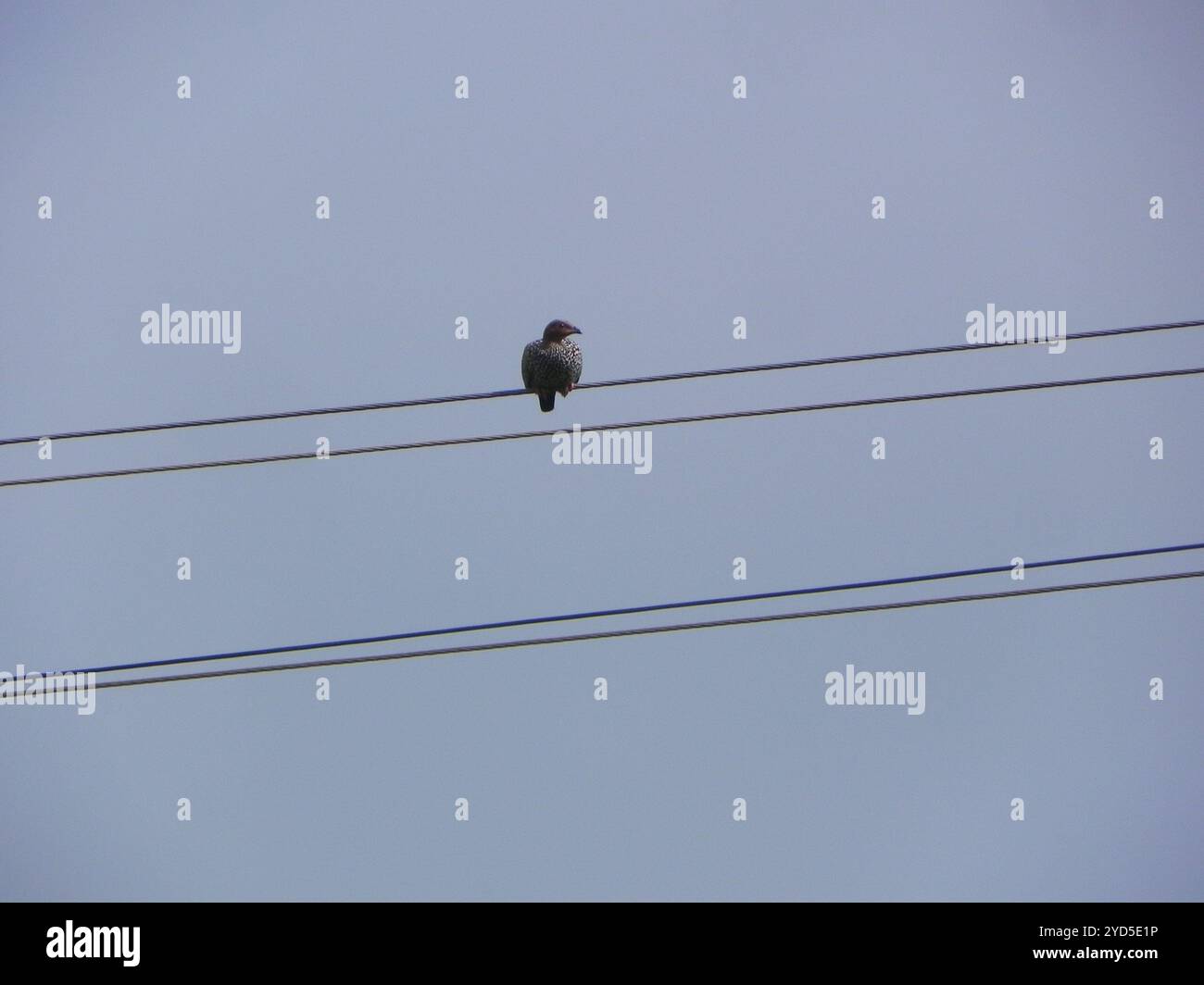 Painted Francolin (Francolinus pictus Stock Photo - Alamy