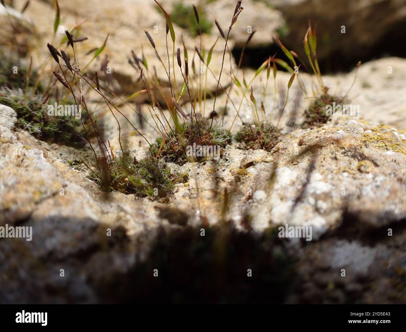 Common wall-screw moss (Tortula muralis muralis Stock Photo - Alamy