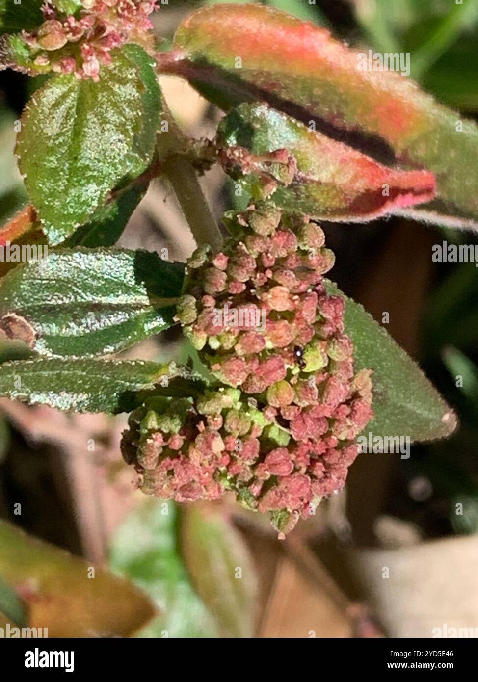 Asthma plant (Euphorbia hirta Stock Photo - Alamy