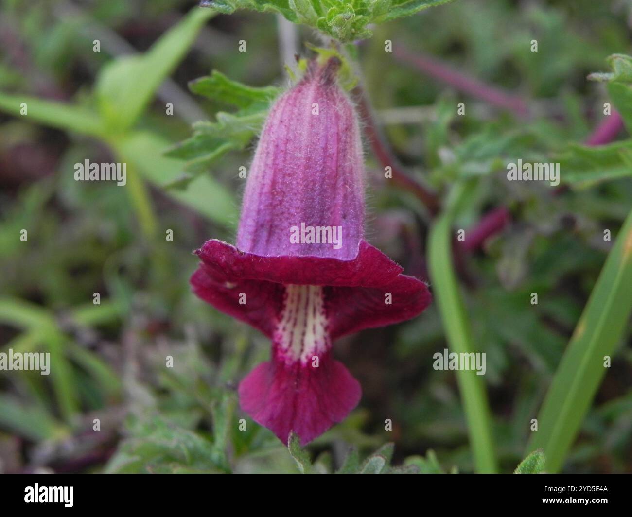 Indian Sesame Oil Plant (Sesamum prostratum Stock Photo - Alamy