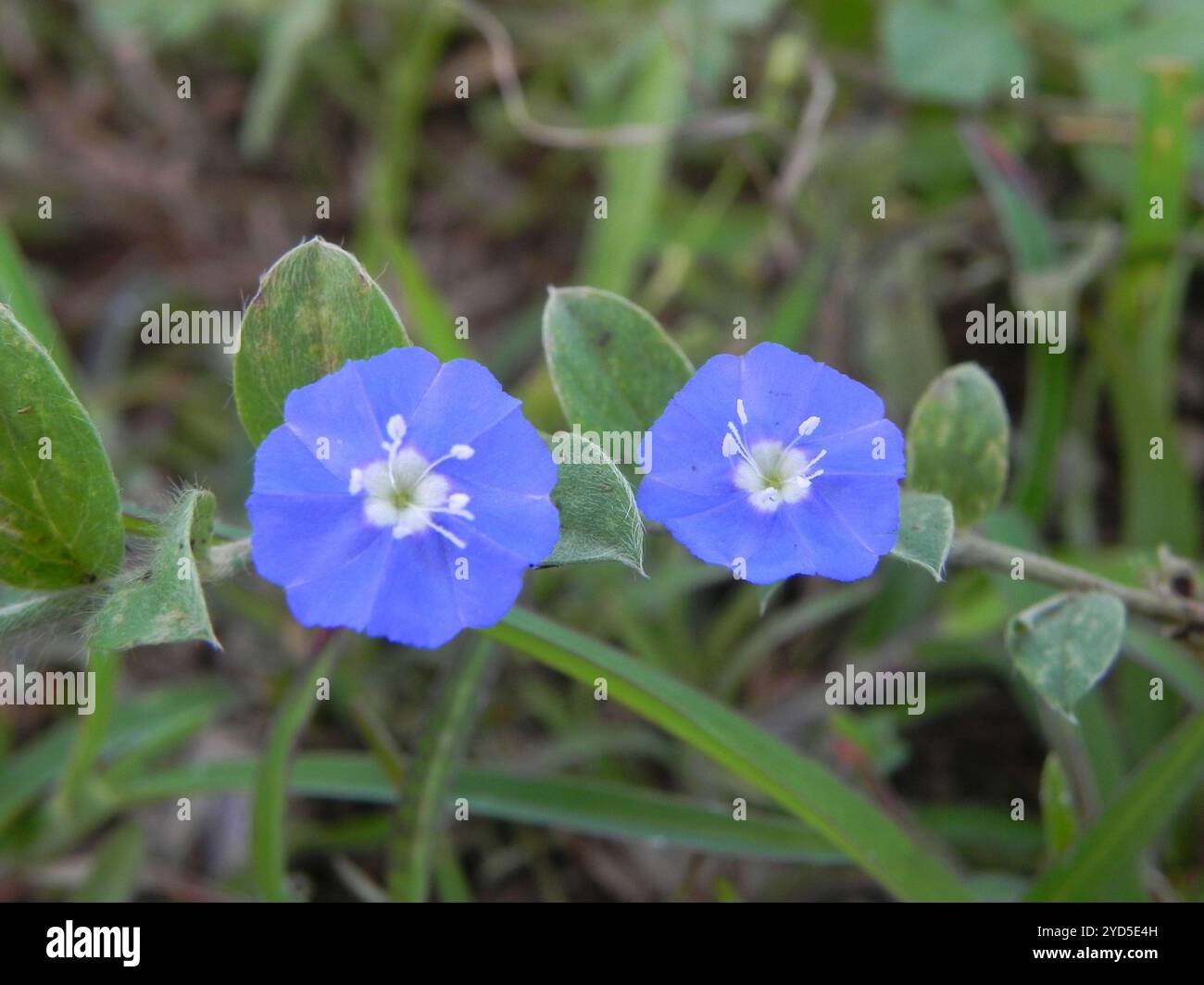 tropical speedwell (Evolvulus alsinoides Stock Photo - Alamy