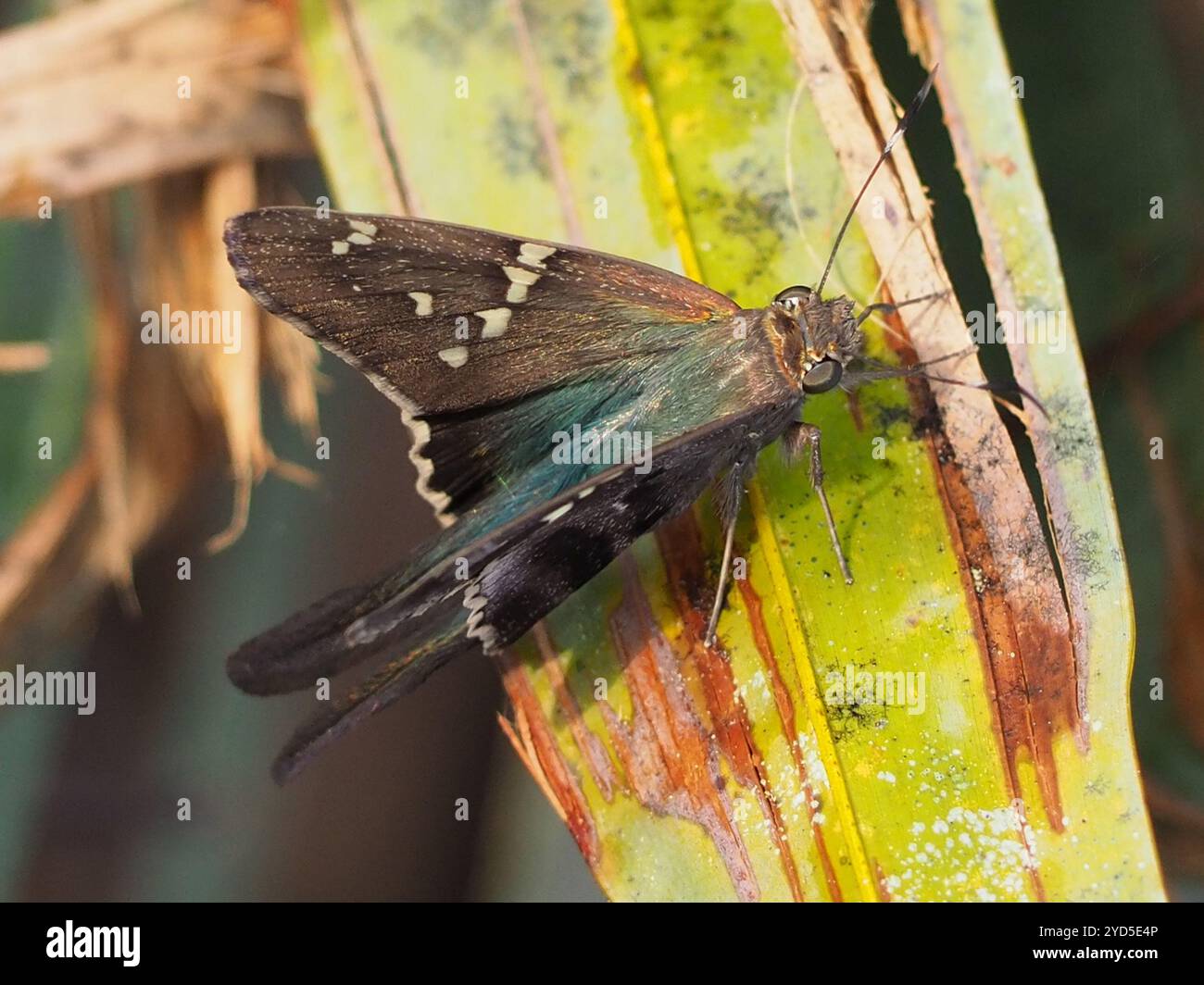 Long-tailed Skipper (Urbanus proteus Stock Photo - Alamy