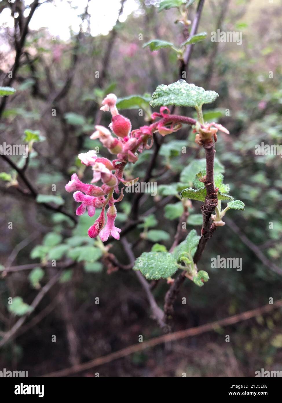 Chaparral Currant (Ribes malvaceum Stock Photo - Alamy