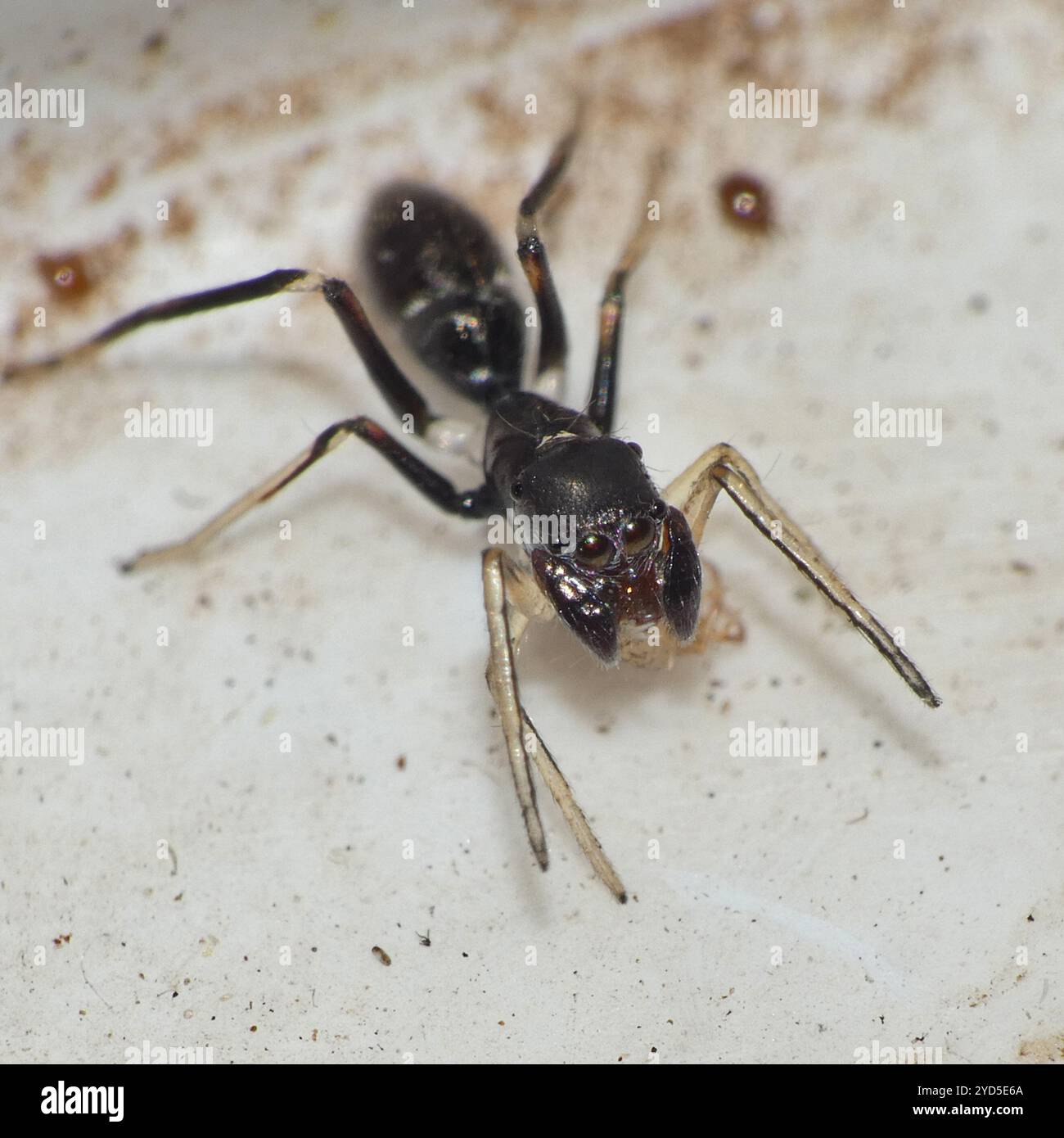 Ant-mimic Spiders (Myrmarachne Stock Photo - Alamy