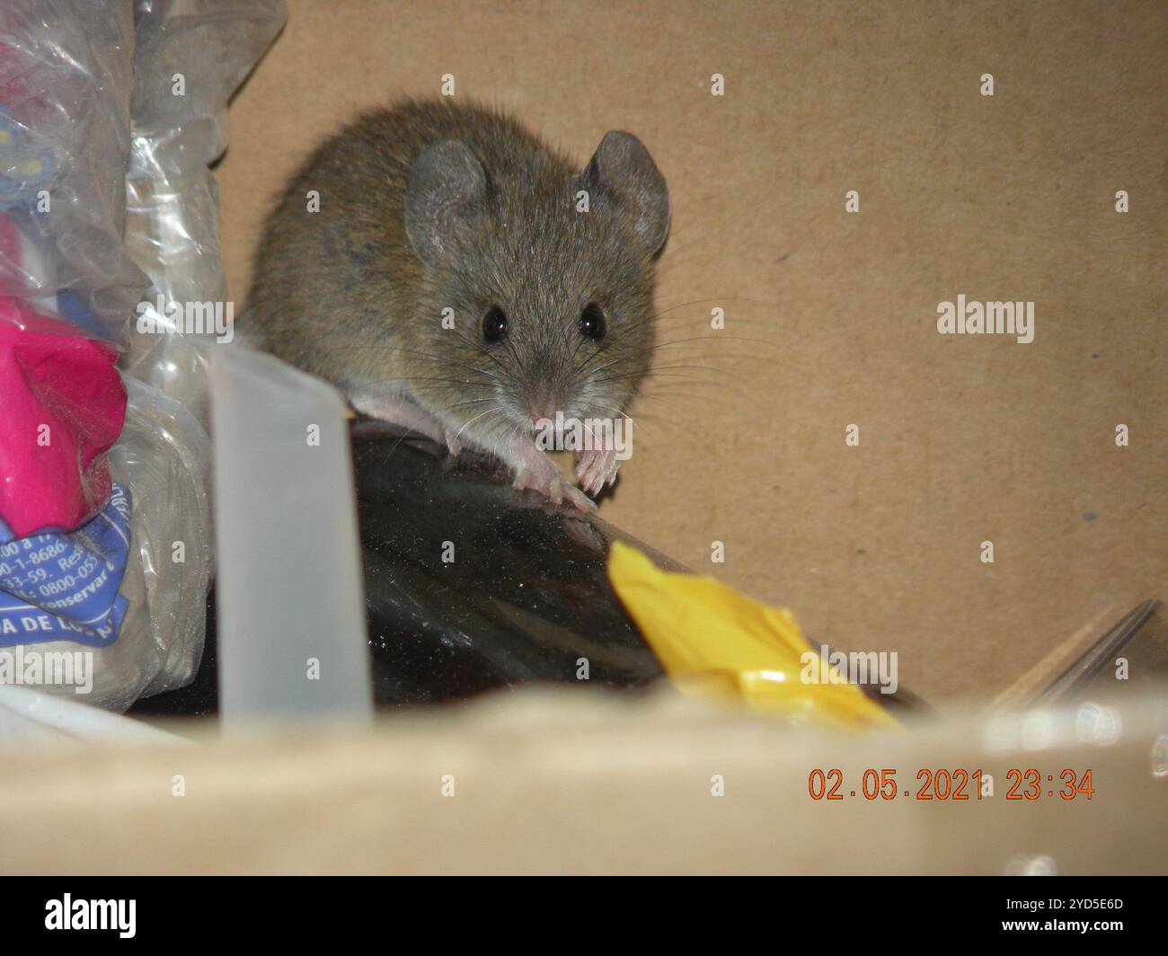 black-footed pygmy rice rat (Oligoryzomys nigripes Stock Photo - Alamy