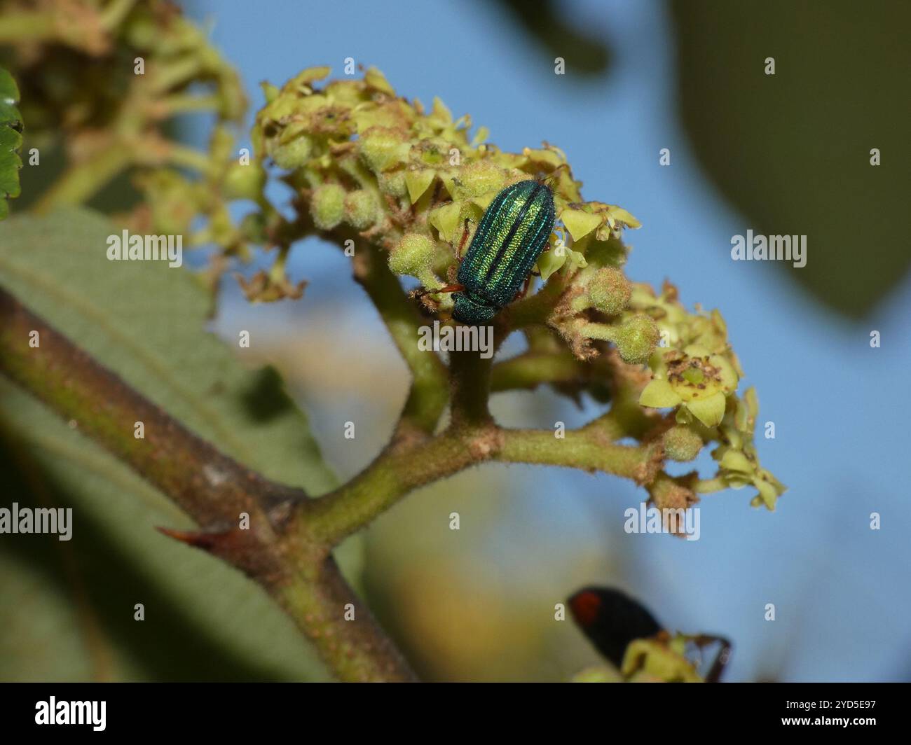 Groovewing Flower Beetles (Melyris Stock Photo - Alamy