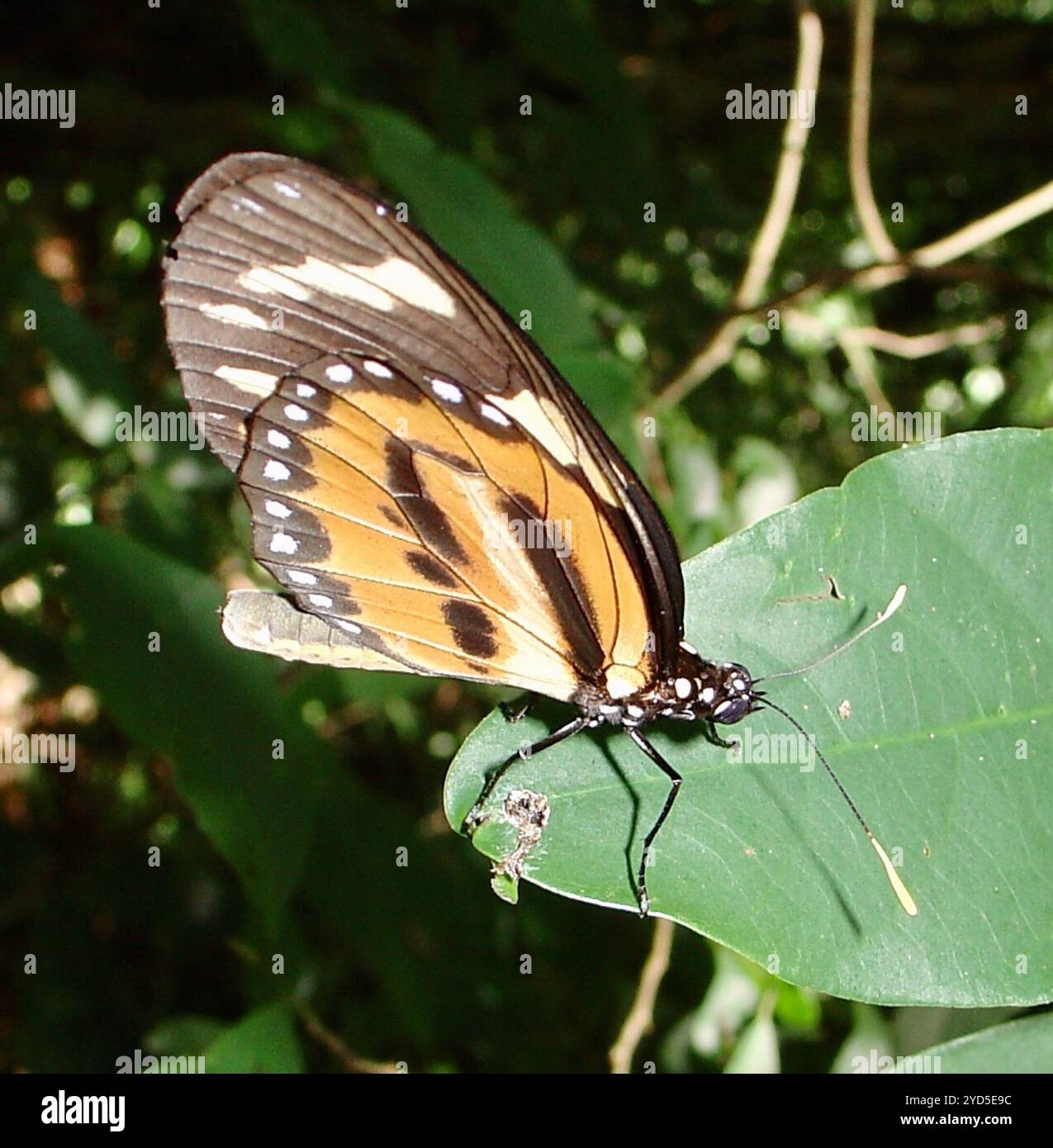 Tiger mimic queen hi-res stock photography and images - Alamy