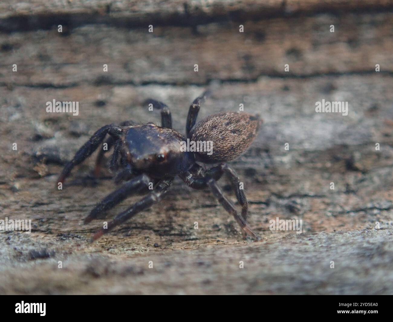 Golden brown jumping spider hi-res stock photography and images - Alamy