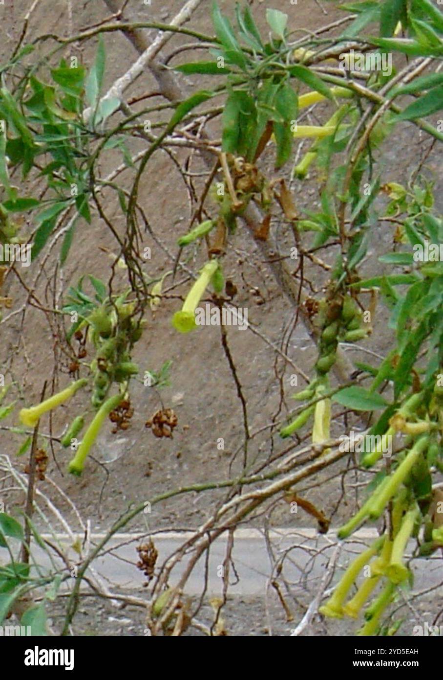 tree tobacco (Nicotiana glauca Stock Photo - Alamy