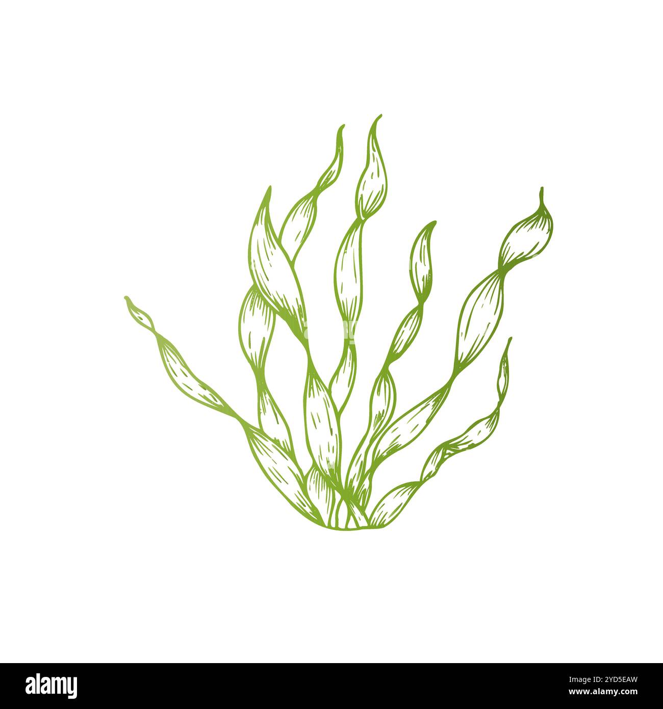 Vector algae. Hand painted line seaweed, laminaria sketch. Graphic ...
