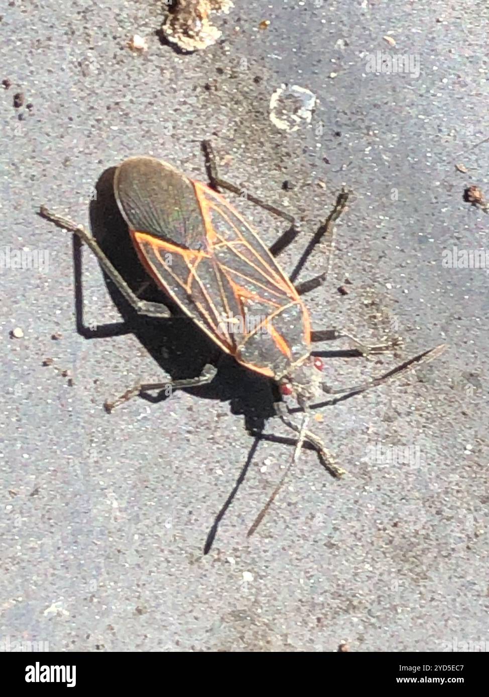 Western Boxelder Bug (Boisea rubrolineata Stock Photo - Alamy