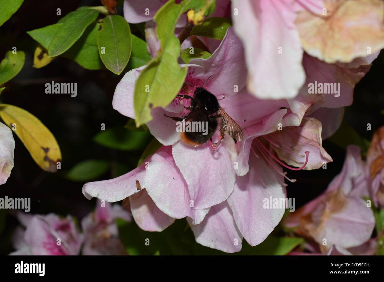 Fire-tailed Bumble Bee (Bombus ardens Stock Photo - Alamy
