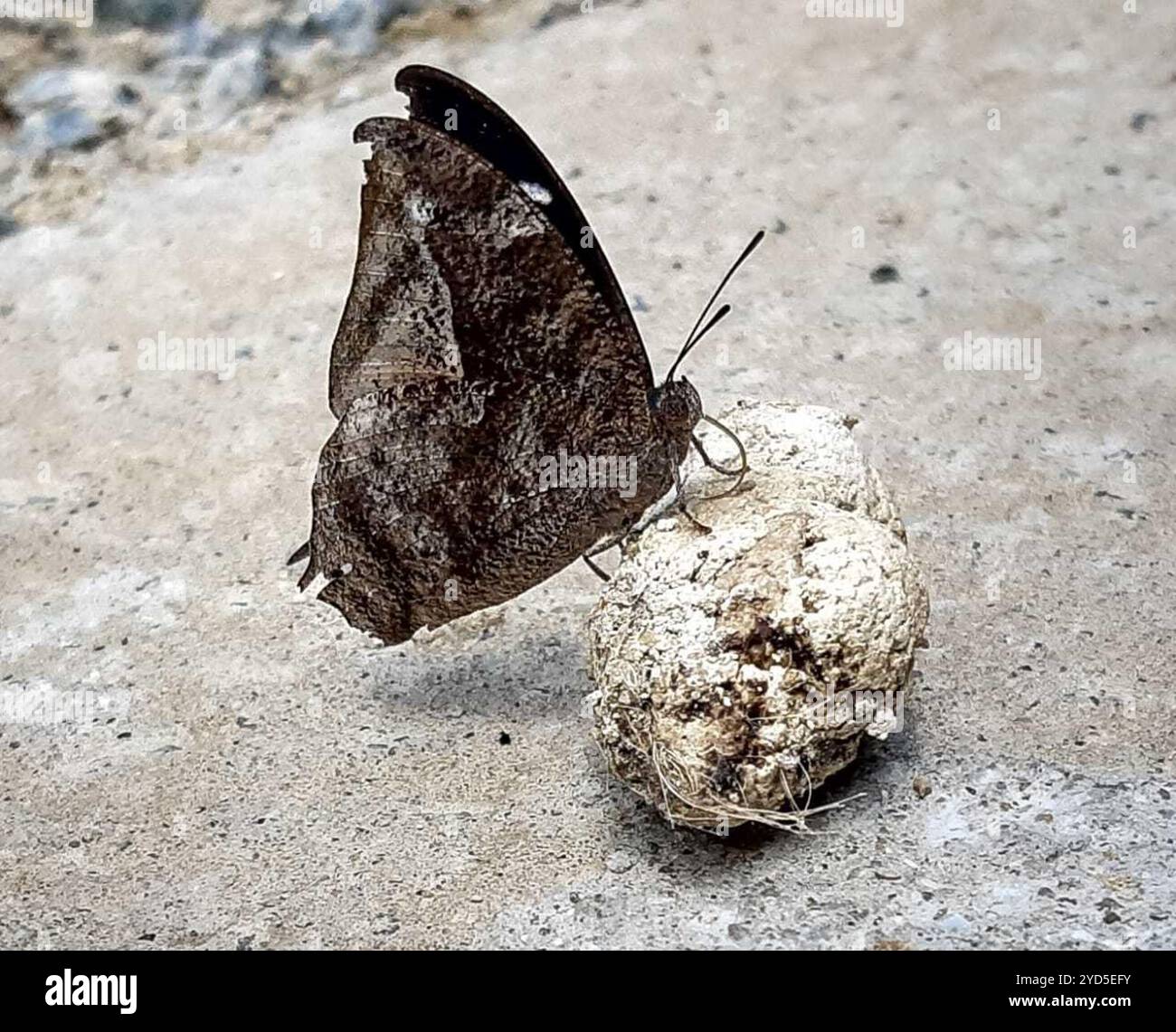 Memphis appias hi-res stock photography and images - Alamy