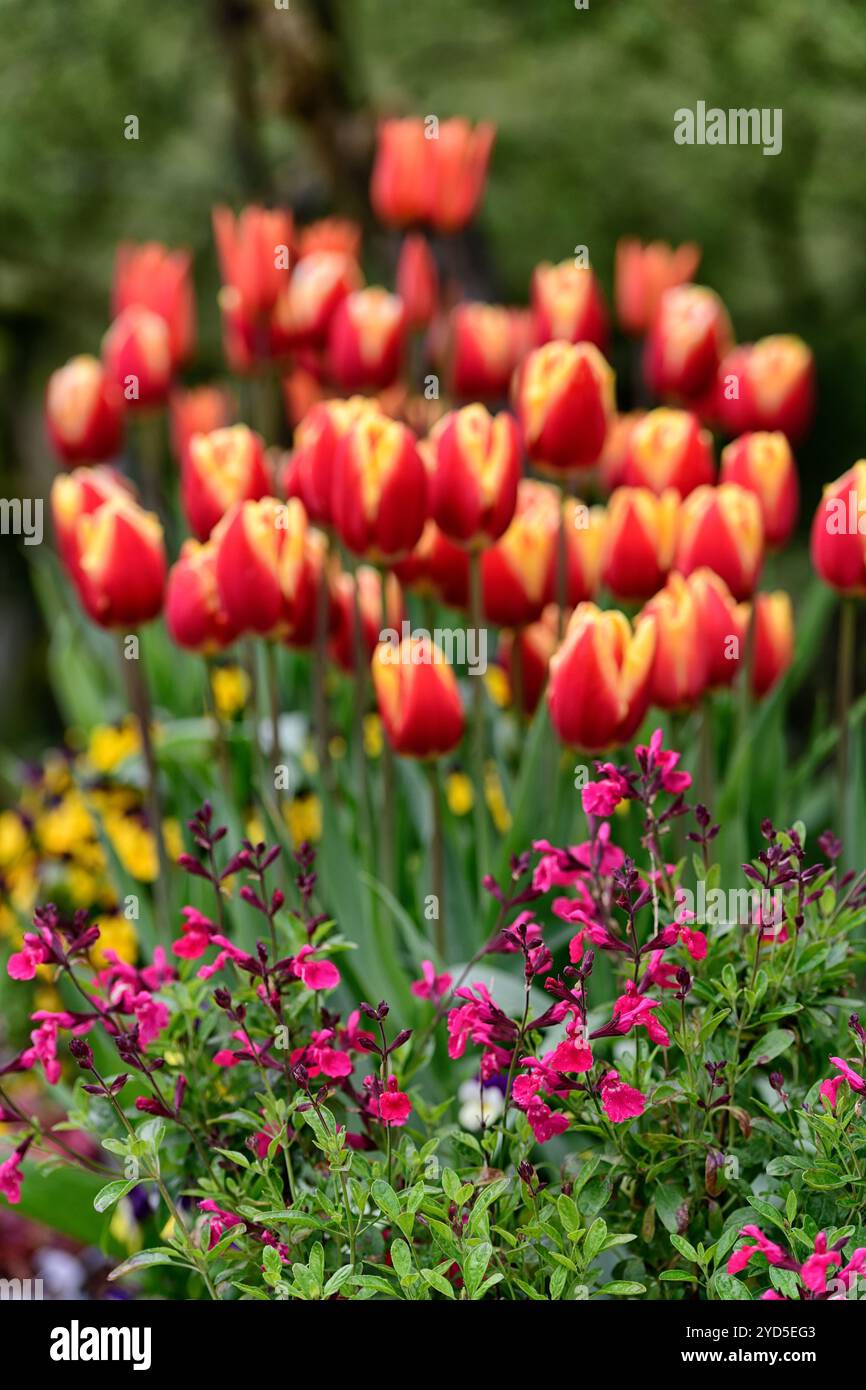 salvia greggii mirage pink,tulipa denmark,salvias and tulips,mixed ...