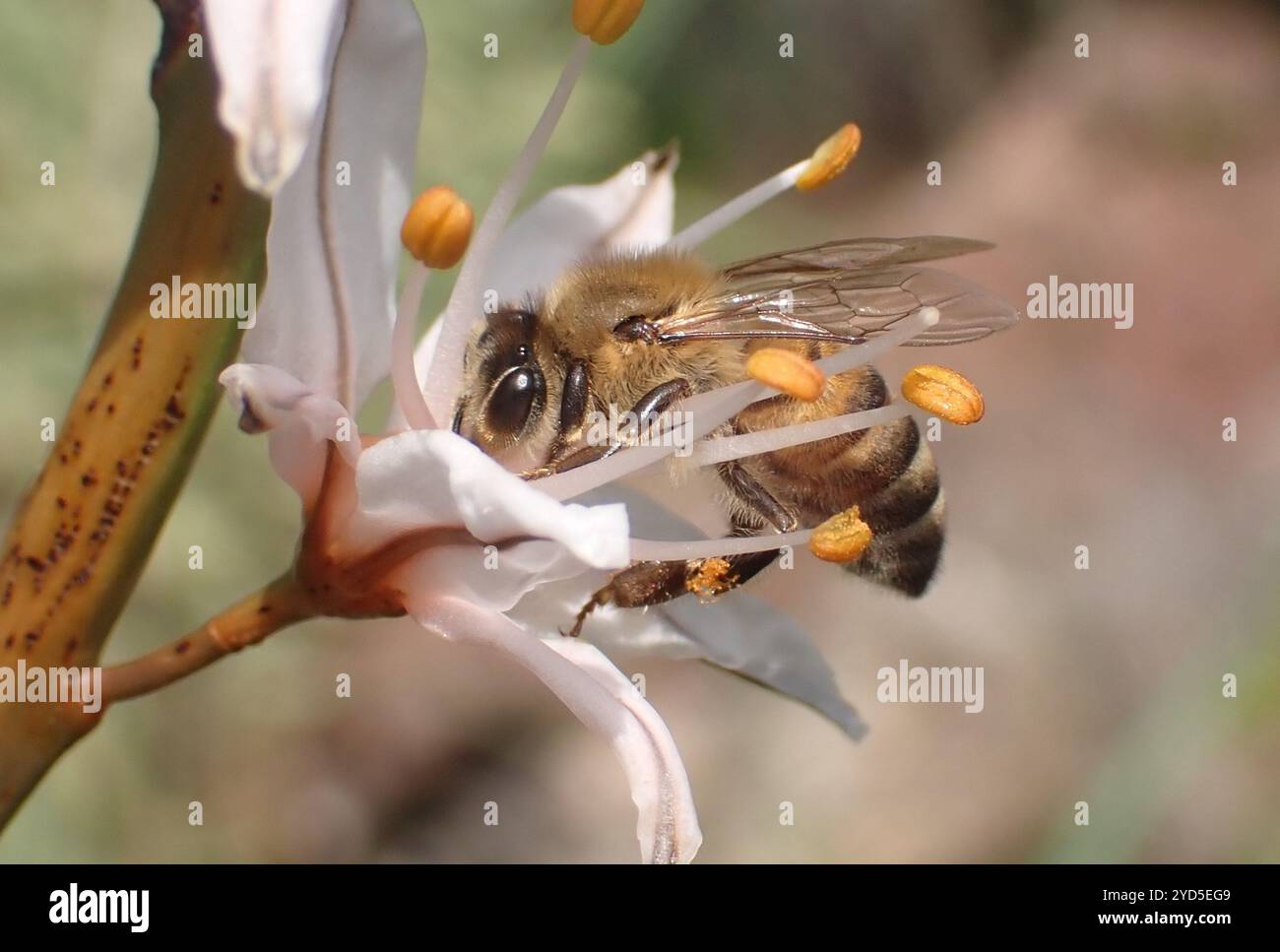 Anatolian Honey Bee (Apis mellifera anatoliaca Stock Photo - Alamy