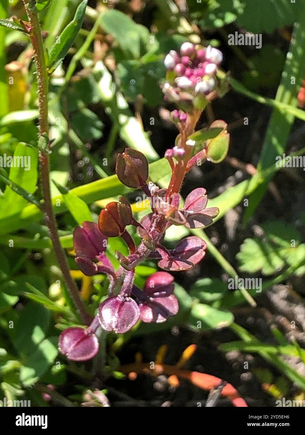 Shining Pepperweed (Lepidium nitidum Stock Photo - Alamy