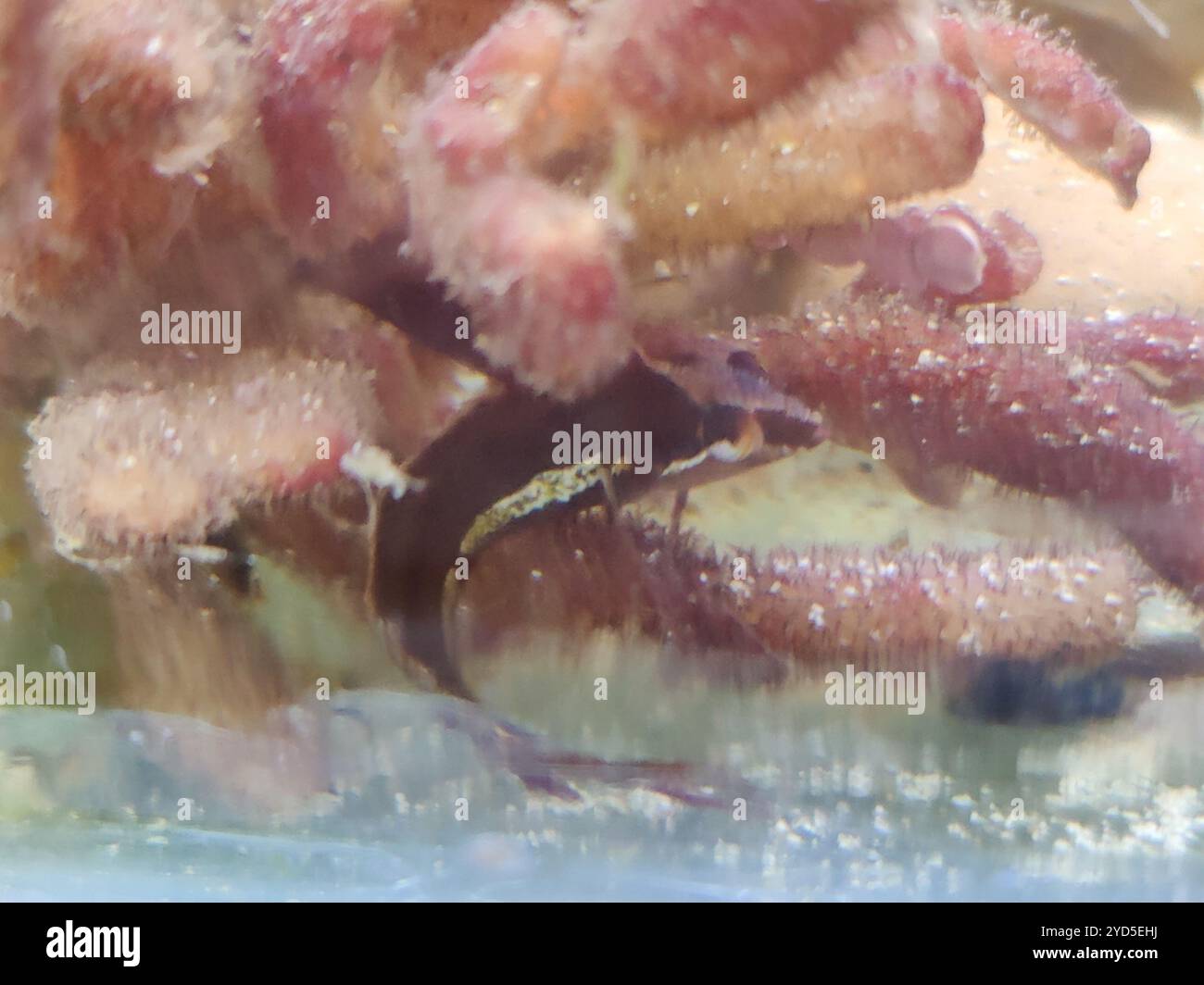 Northeastern Pacific Kelpfishes (Gibbonsia Stock Photo - Alamy
