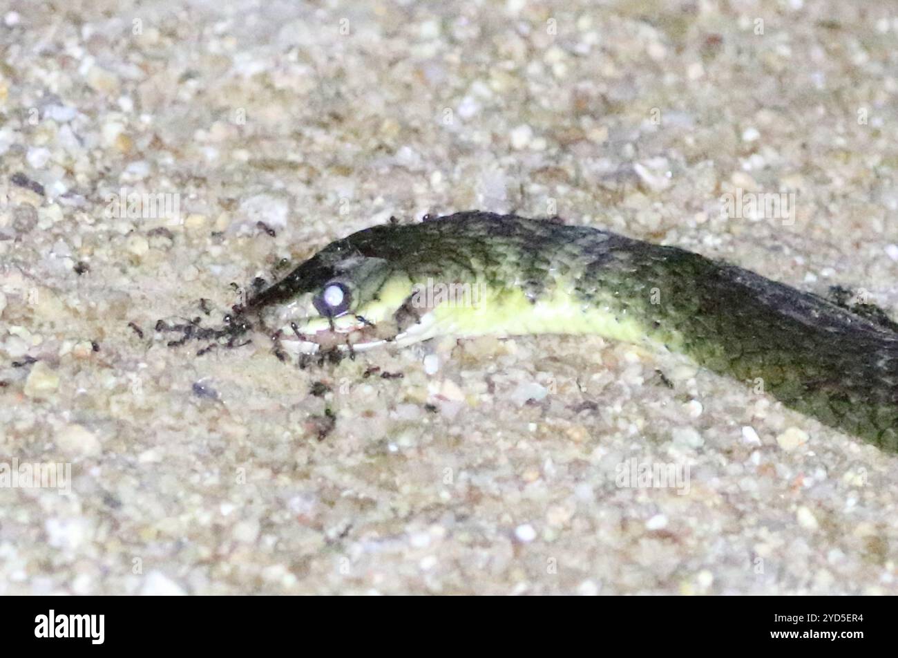 Common keelback (Tropidonophis mairii Stock Photo - Alamy